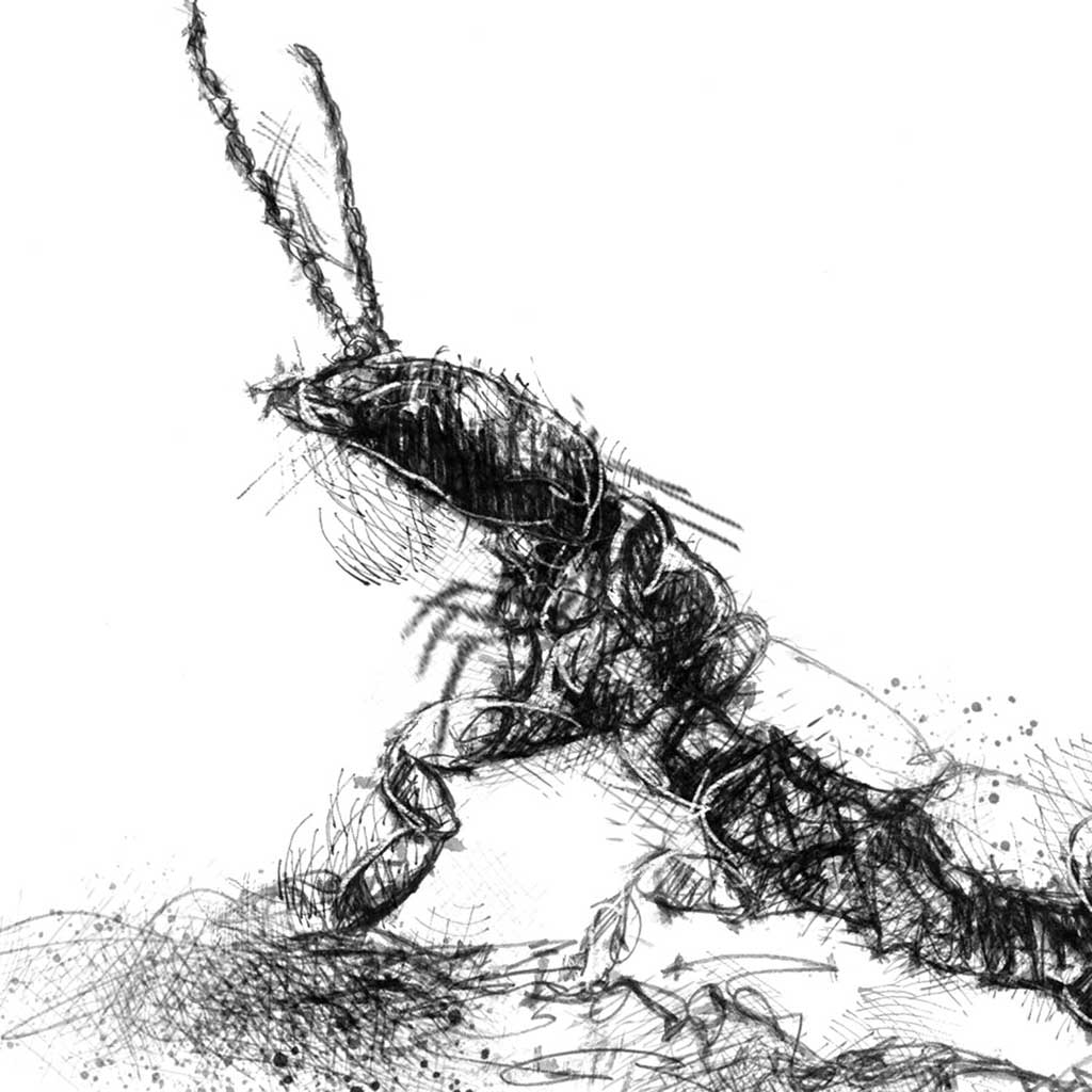 Webspinner sketch | SeanBriggs