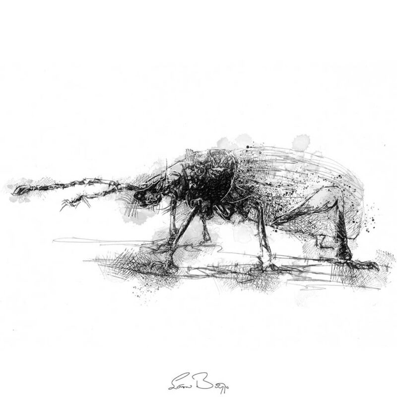 Vine weevil sketch | SeanBriggs