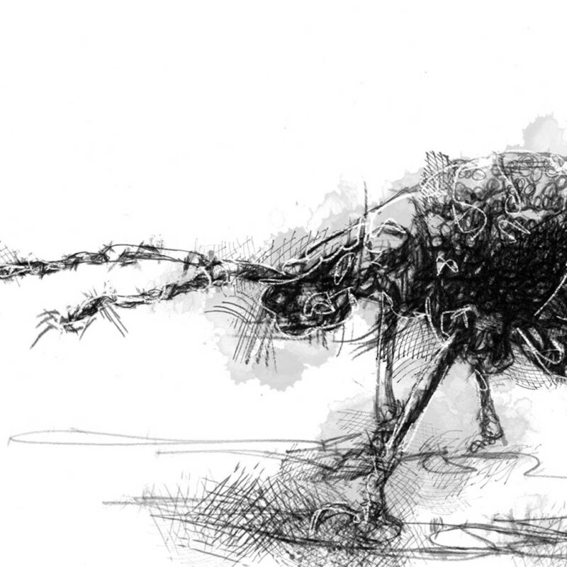 Vine weevil sketch | SeanBriggs