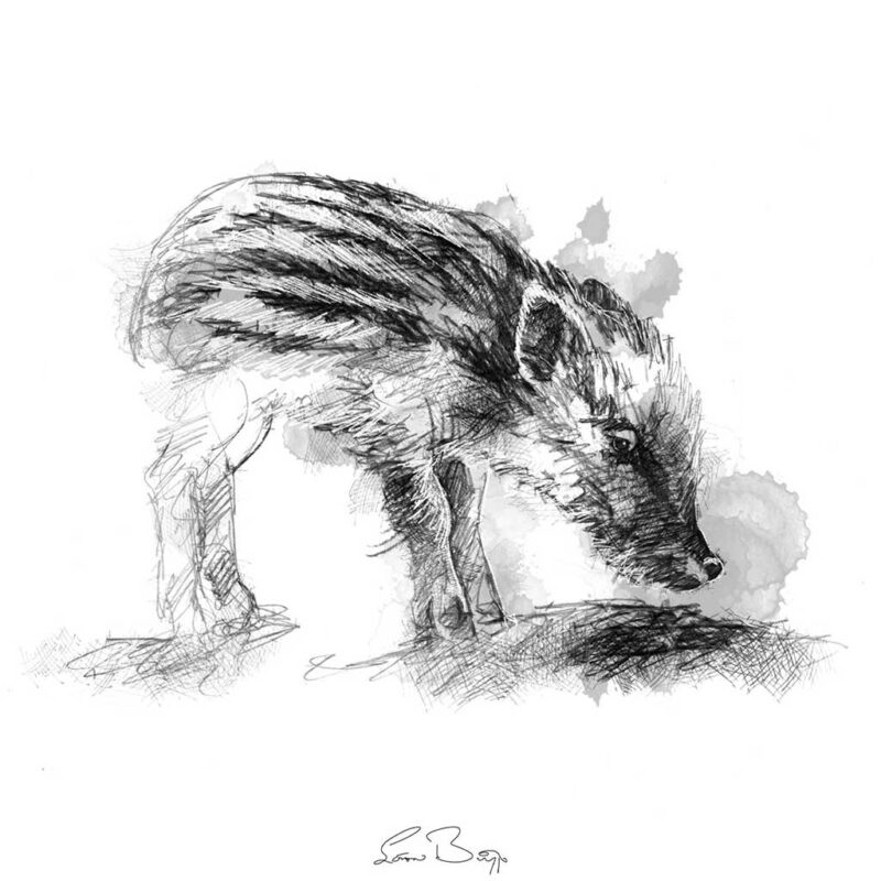 Wild animal sketches and drawings | SeanBriggs