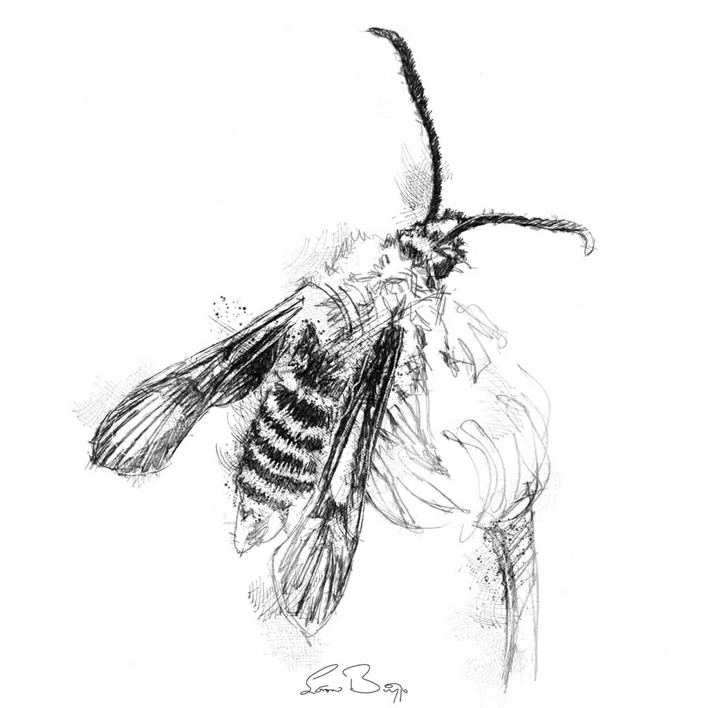 Mini beast sketches and drawings | SeanBriggs