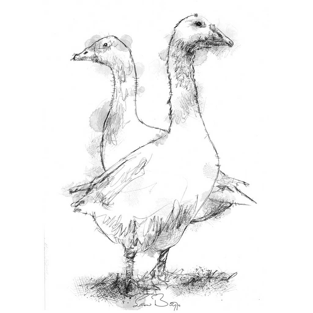 Geese sketch | SeanBriggs