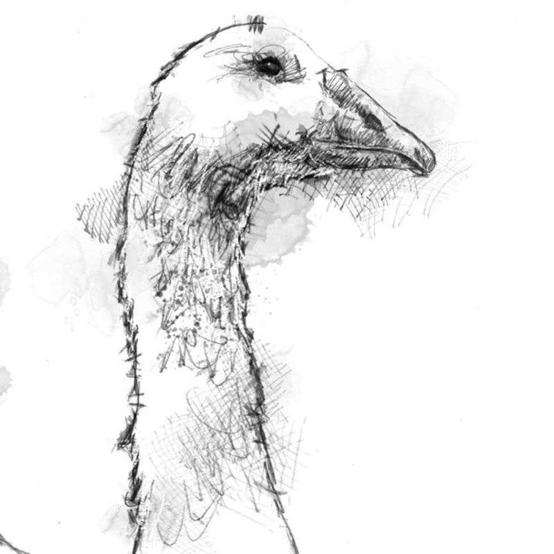 Geese sketch | SeanBriggs