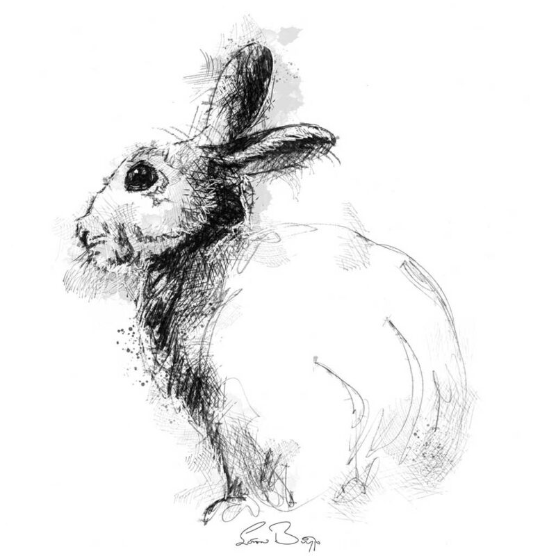 Wild animal sketches and drawings | SeanBriggs