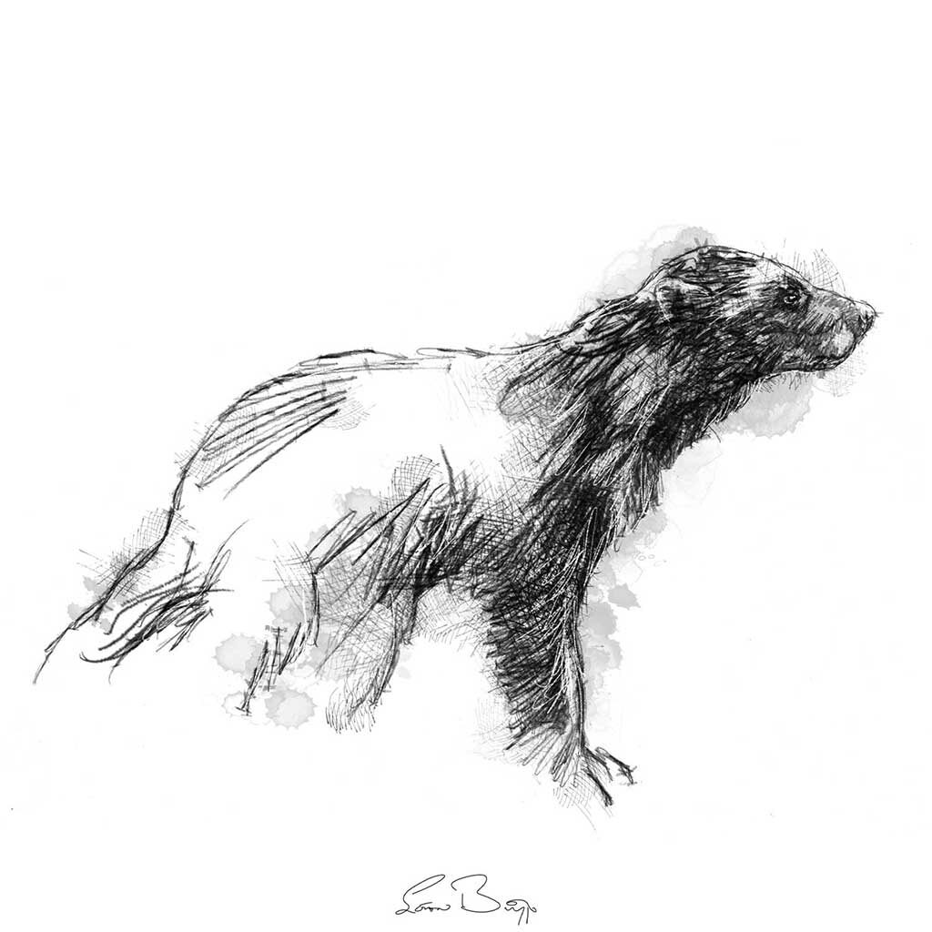 Wild animal sketches and drawings | SeanBriggs