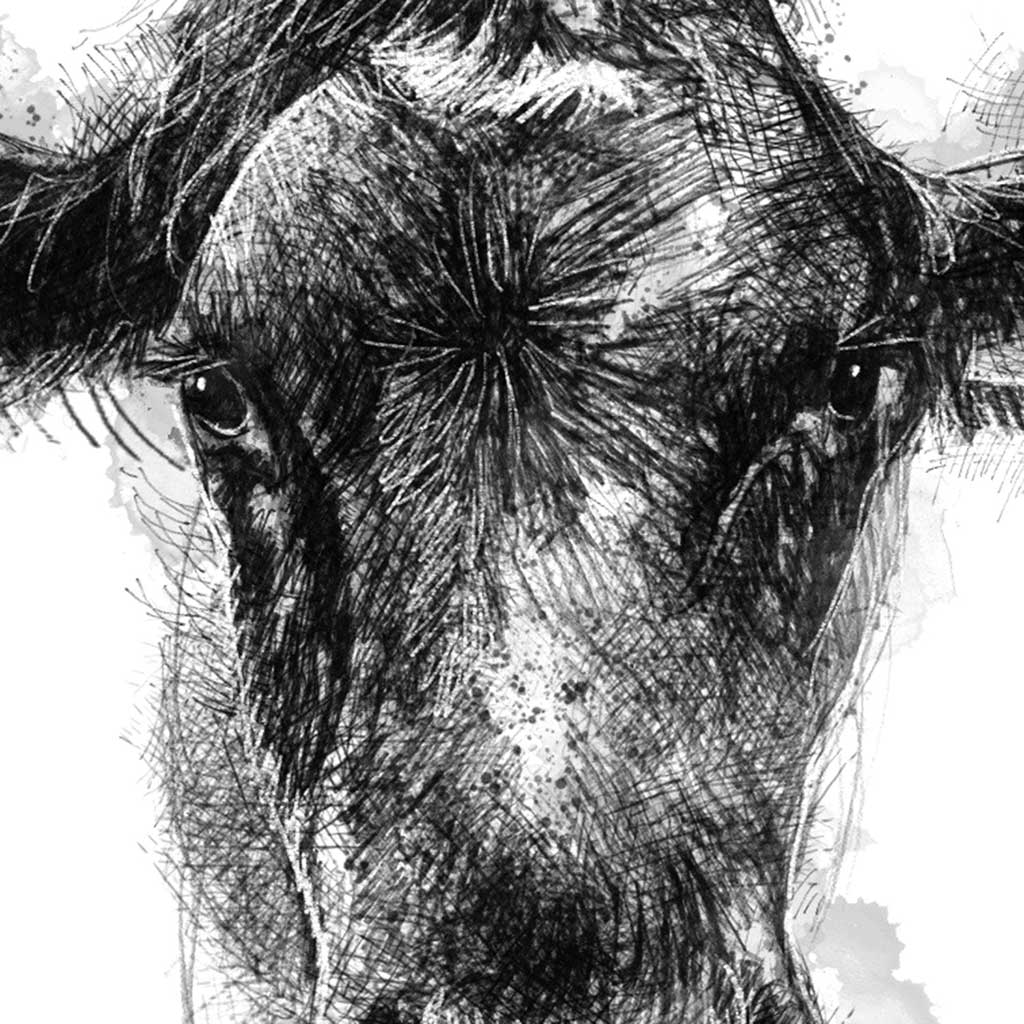 Bullock sketch | SeanBriggs