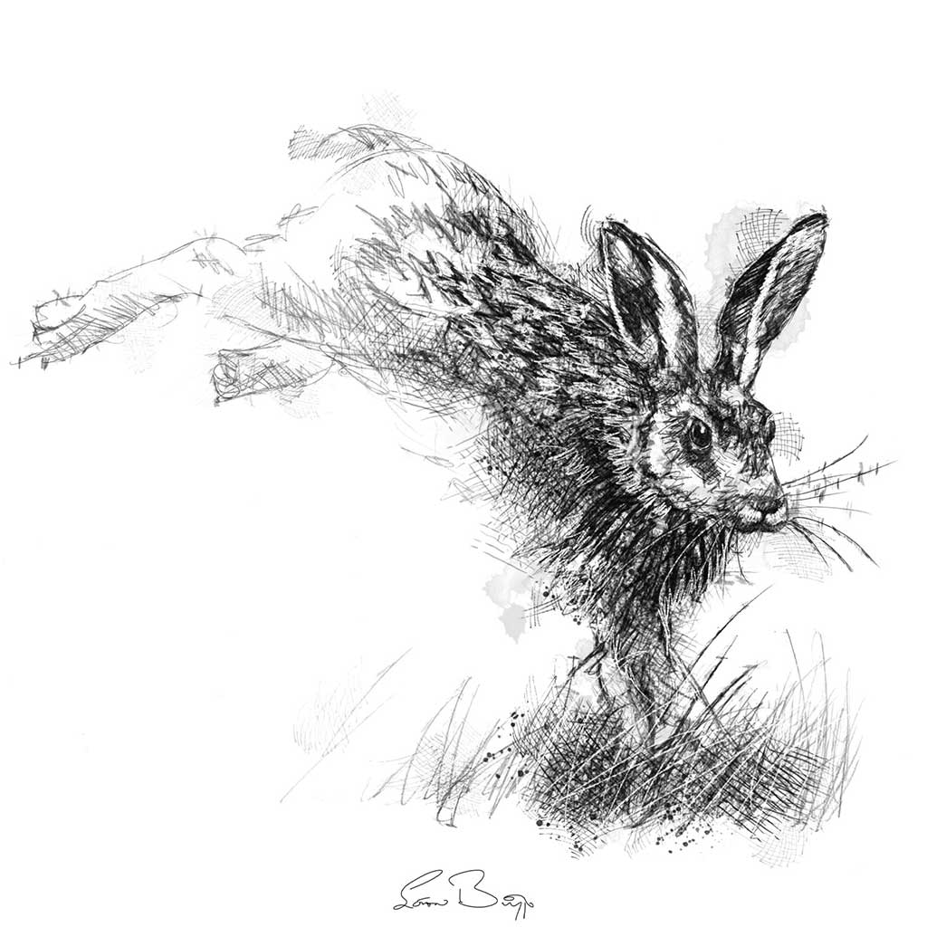Running hare sketch | SeanBriggs