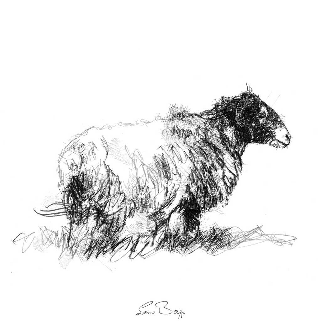 Moorland ewe sketch | SeanBriggs