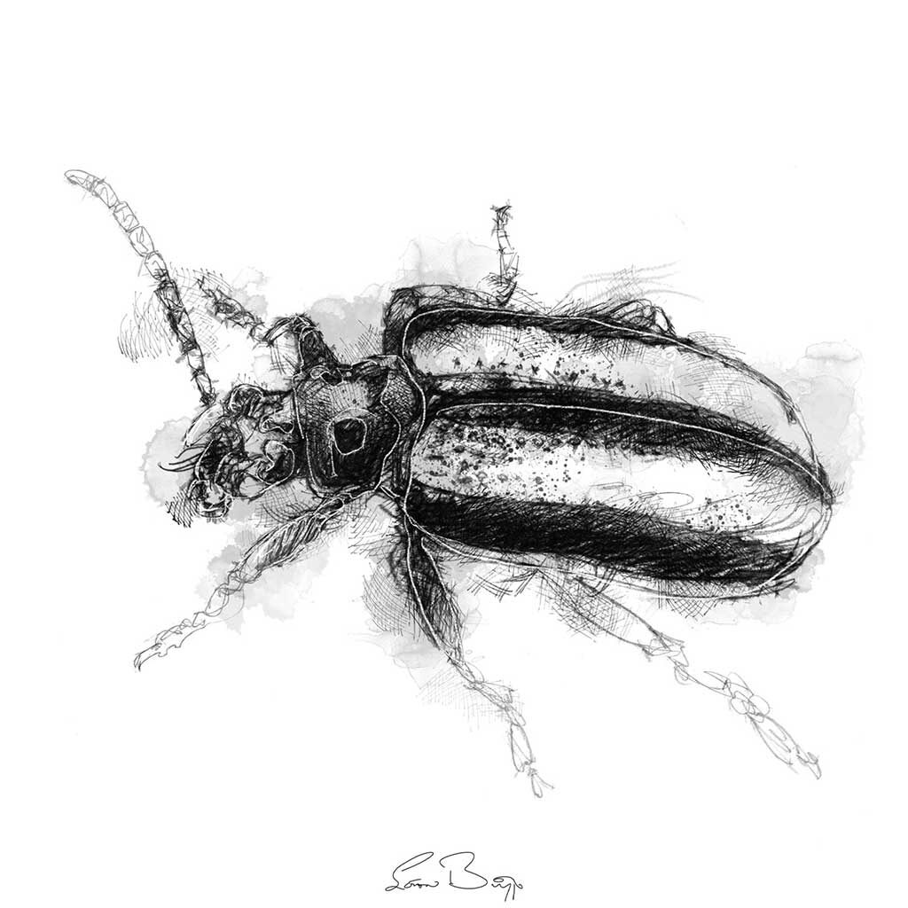 Mini beast sketches and drawings | SeanBriggs