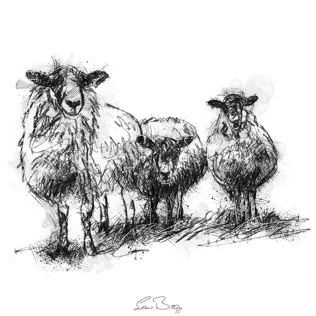 Three sheep sketch | SeanBriggs