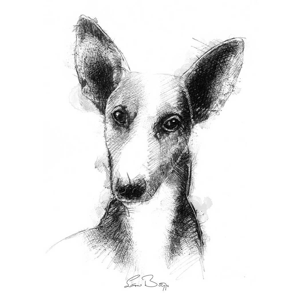 Podenco sketch | SeanBriggs