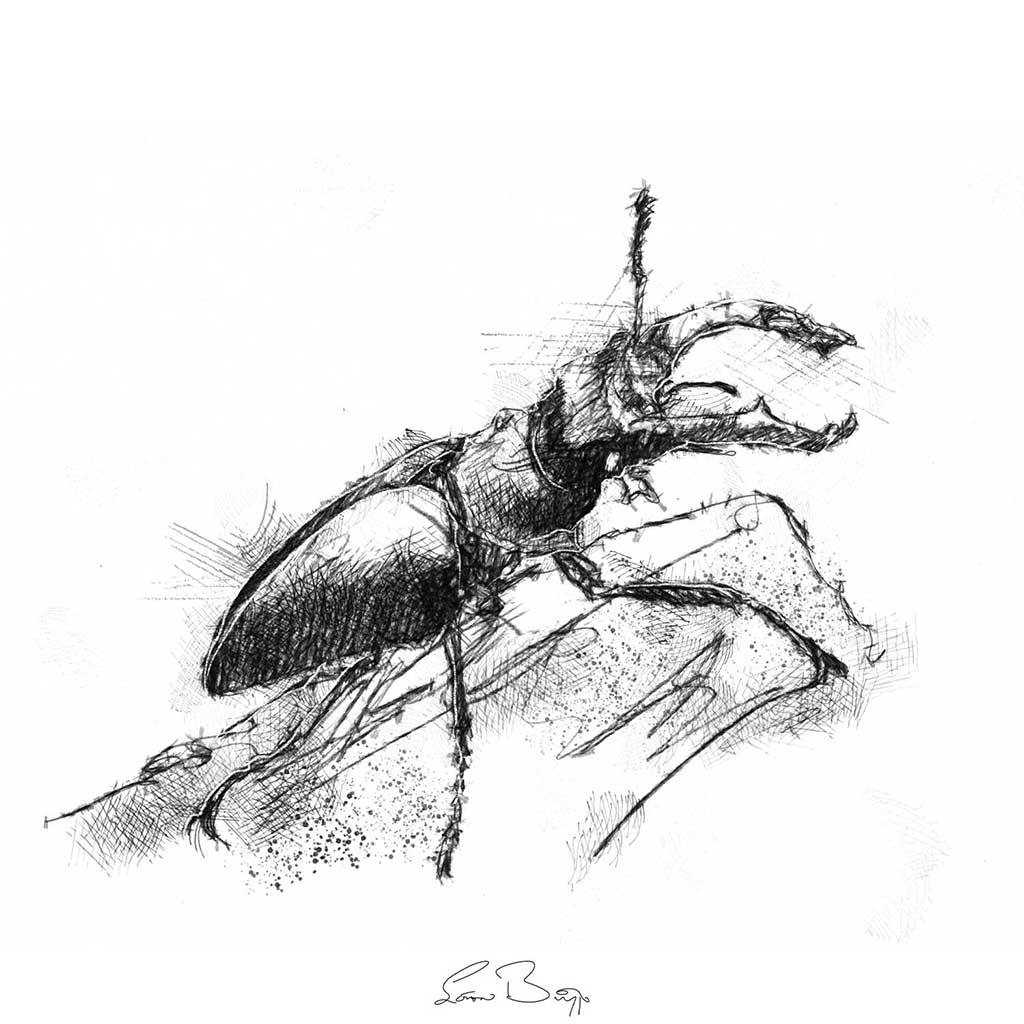 Stag beetle sketch | SeanBriggs