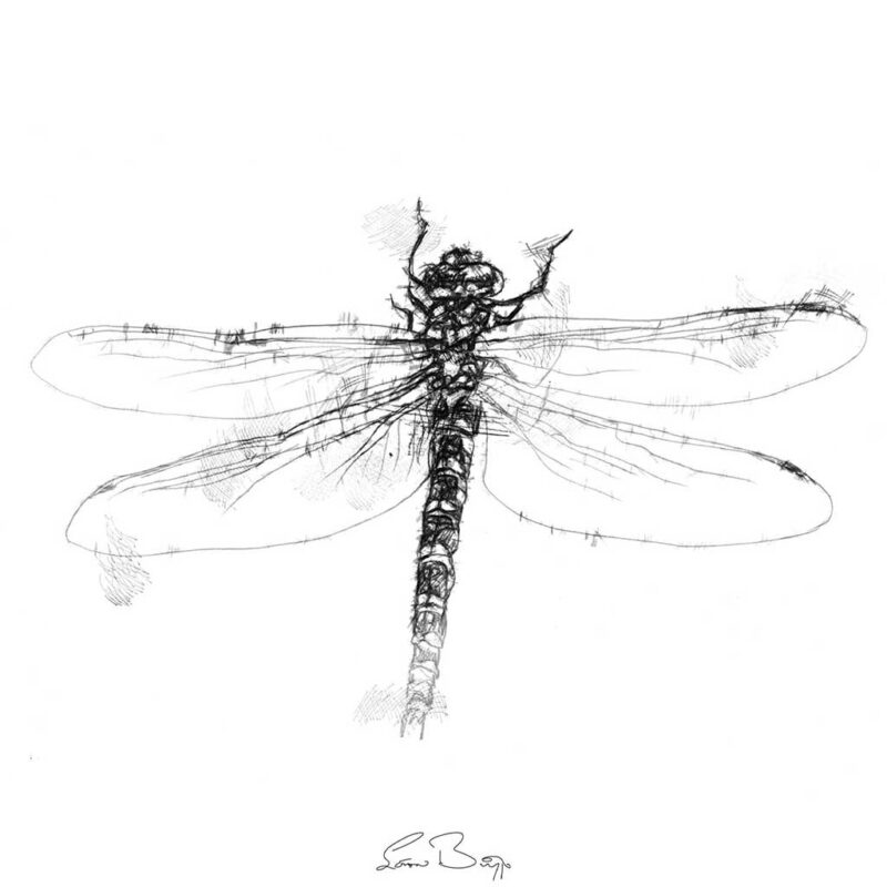 Mini beast sketches and drawings | SeanBriggs