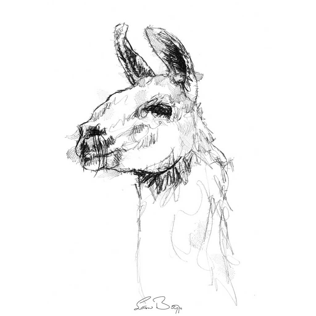 Lama sketch | SeanBriggs