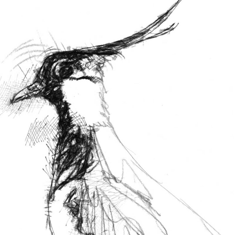 Lapwing sketch | SeanBriggs