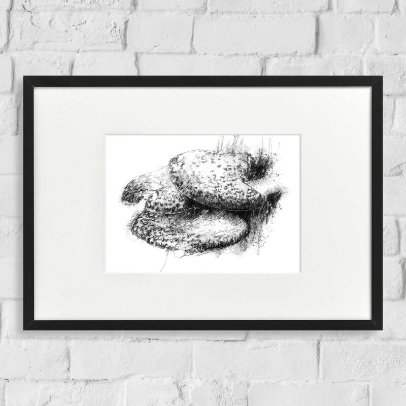 Bracket fungus sketch | SeanBriggs