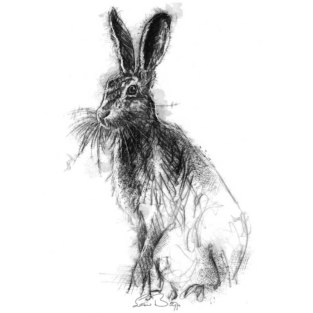 Brown hare sitting sketch | SeanBriggs
