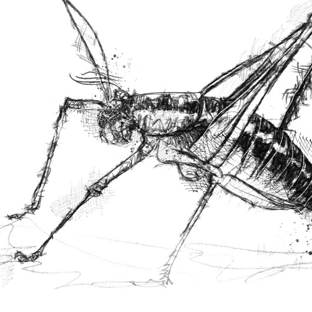 Cricket sketch | SeanBriggs