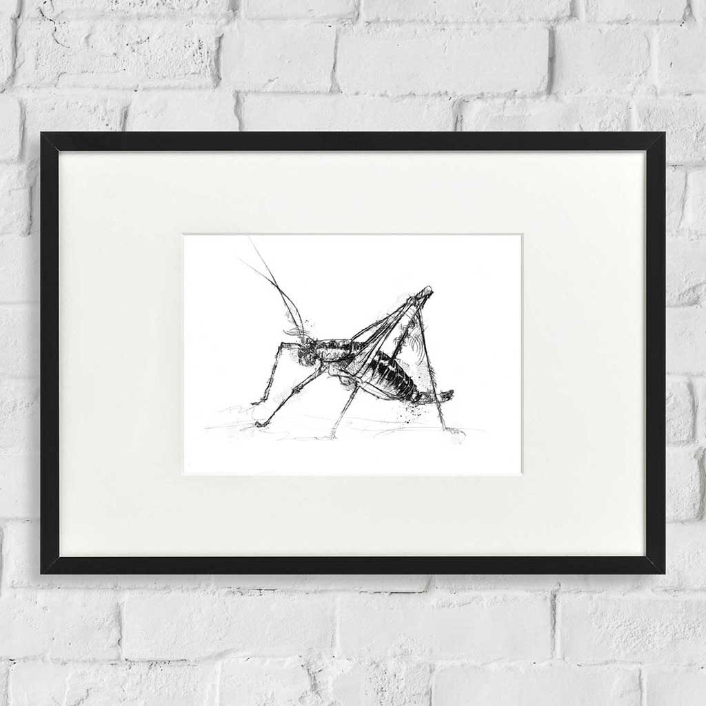 Cricket sketch | SeanBriggs