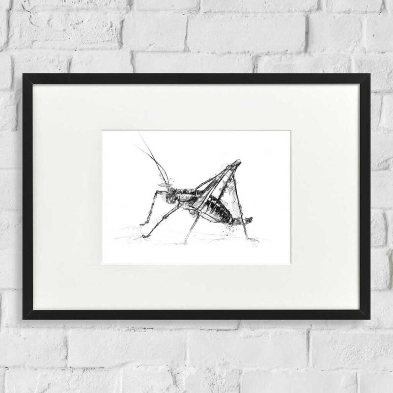 Cricket sketch | SeanBriggs