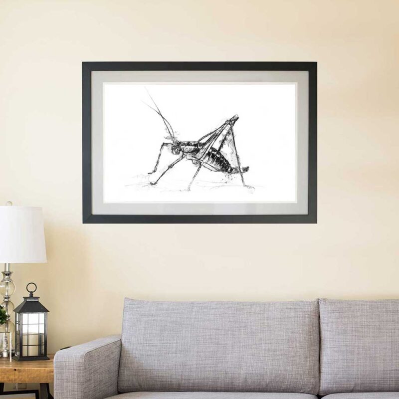 Cricket sketch | SeanBriggs