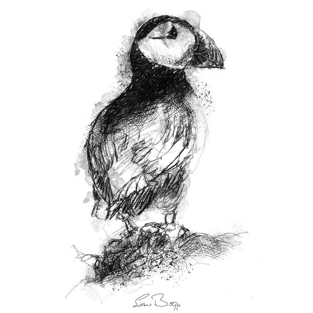 Puffin sketch | SeanBriggs
