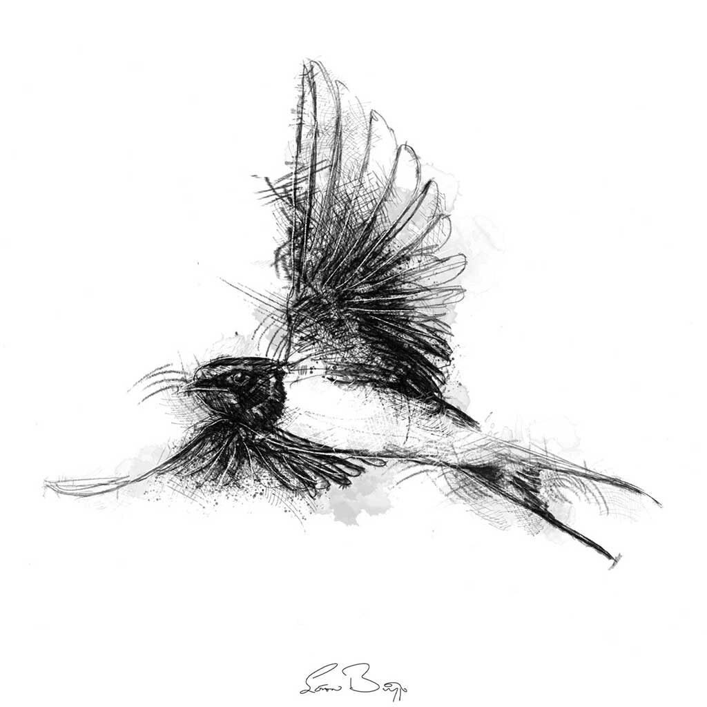 Barn swallow sketch | SeanBriggs