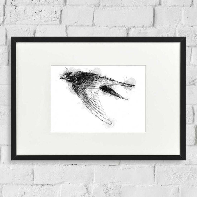 Barn swallow sketch | SeanBriggs