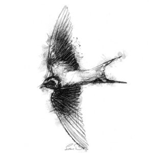 Barn swallow sketch | SeanBriggs