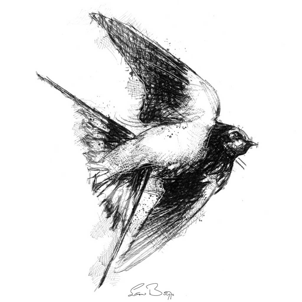 Barn swallow sketch | SeanBriggs