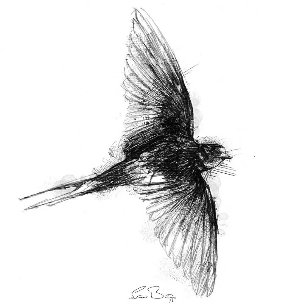 Barn swallow sketch | SeanBriggs