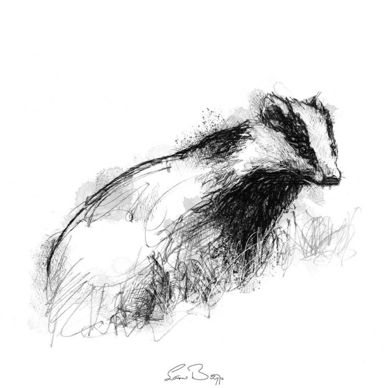 European badger sketch | SeanBriggs