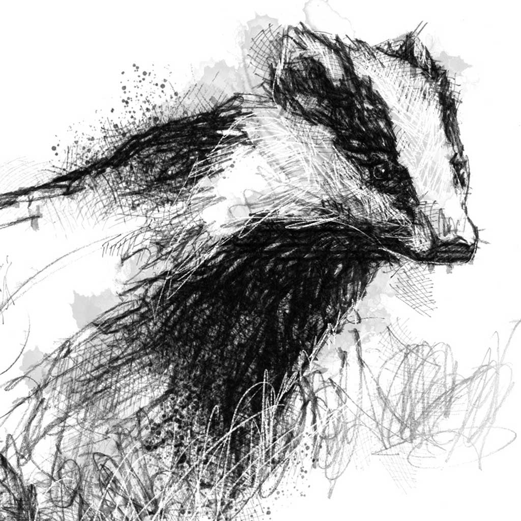 European badger sketch | SeanBriggs