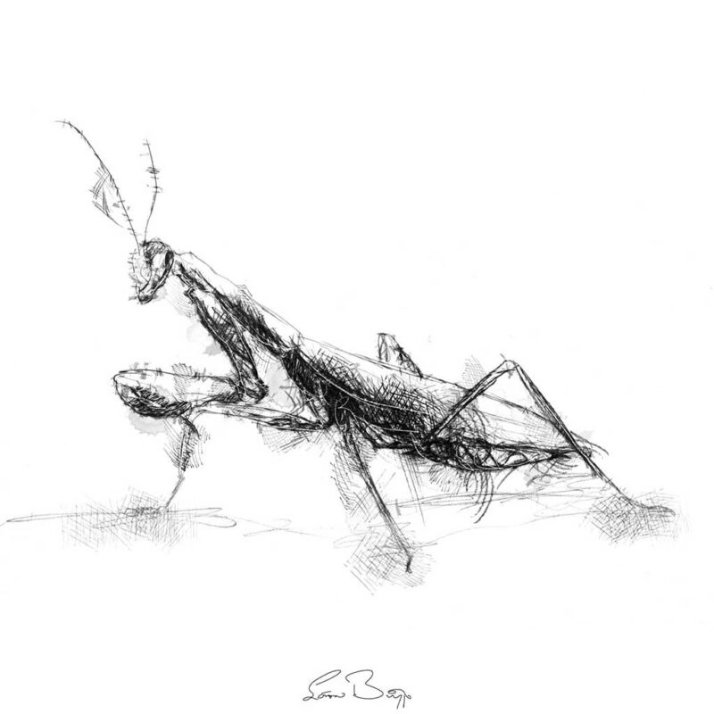 Mantis sketch | SeanBriggs