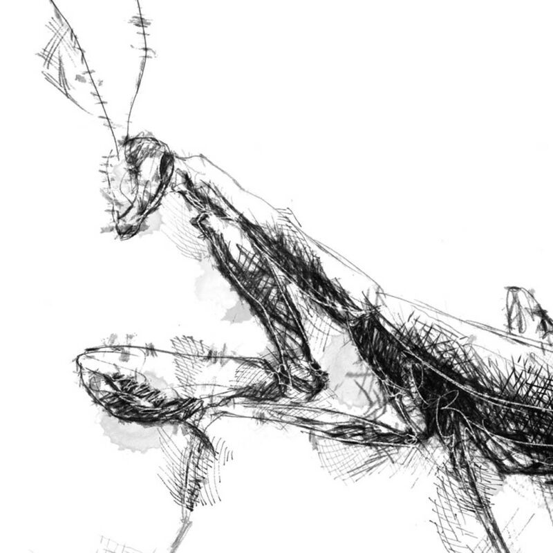 Mantis sketch | SeanBriggs