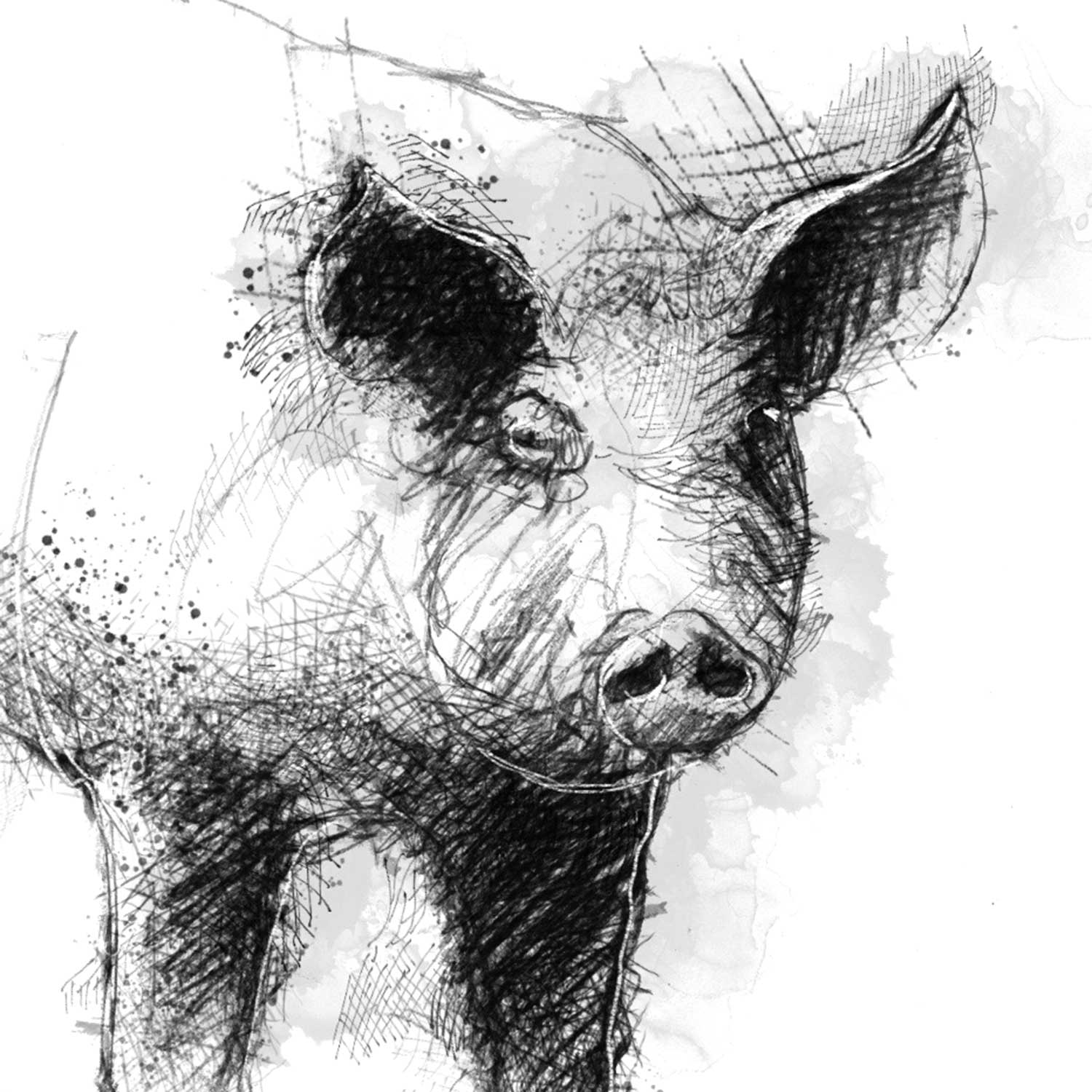 Pig sketch | SeanBriggs
