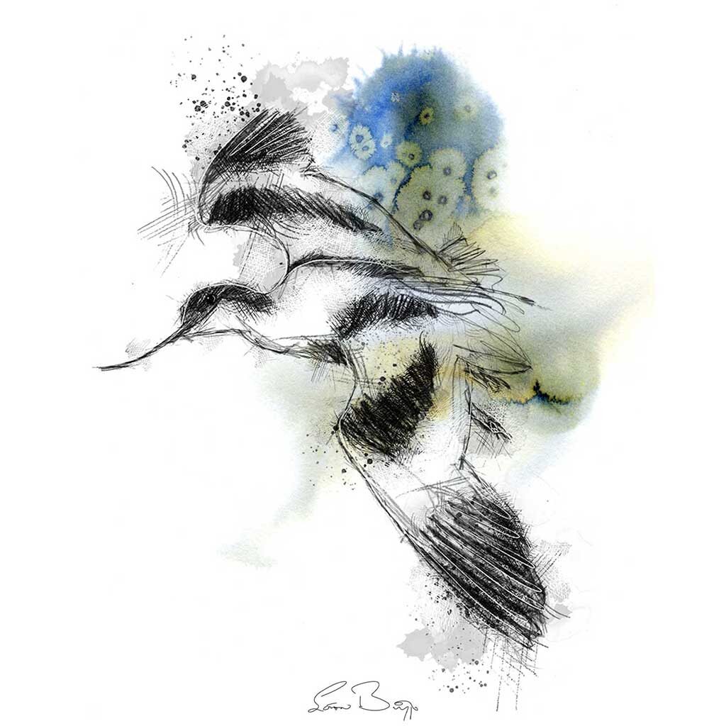 Avocet flight sketch | SeanBriggs