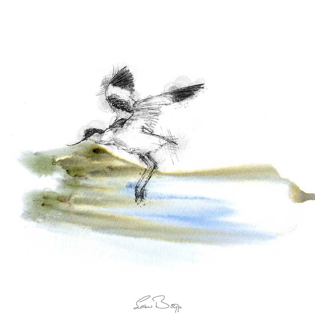 Avocet sketch | SeanBriggs