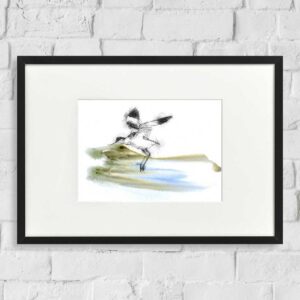 Avocet sketch | SeanBriggs
