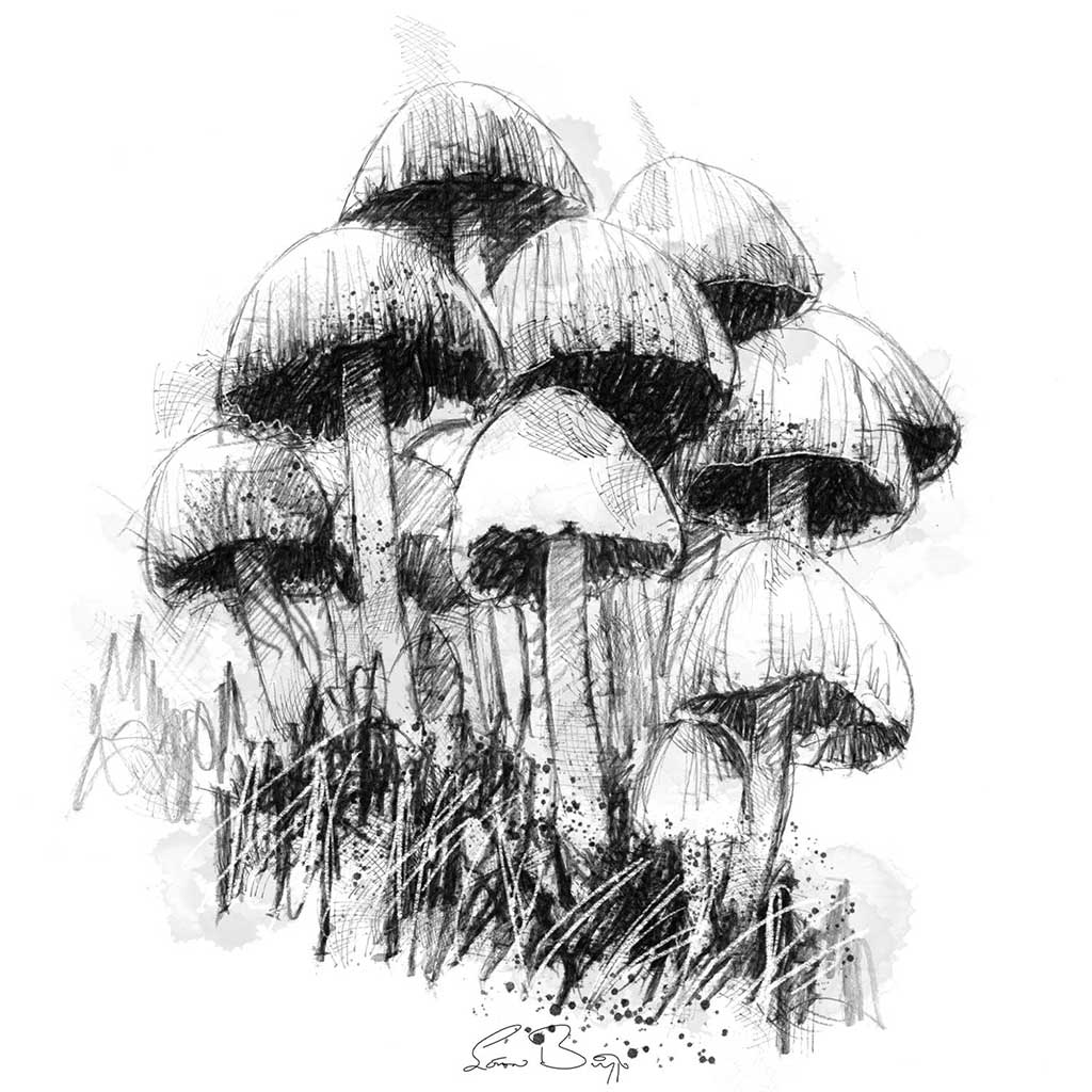 Flora sketches and drawings | SeanBriggs