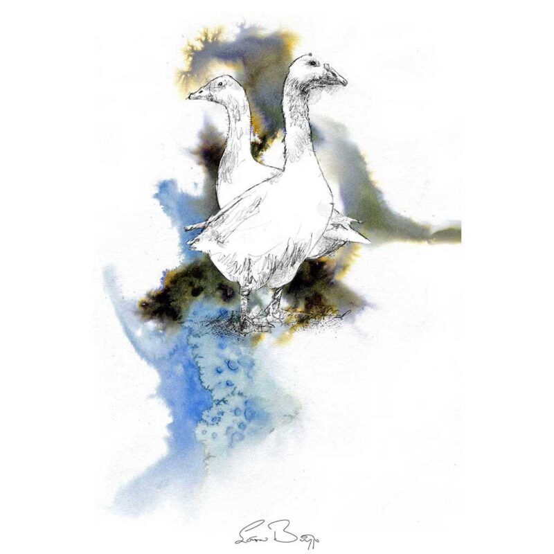 Two geese sketch | SeanBriggs