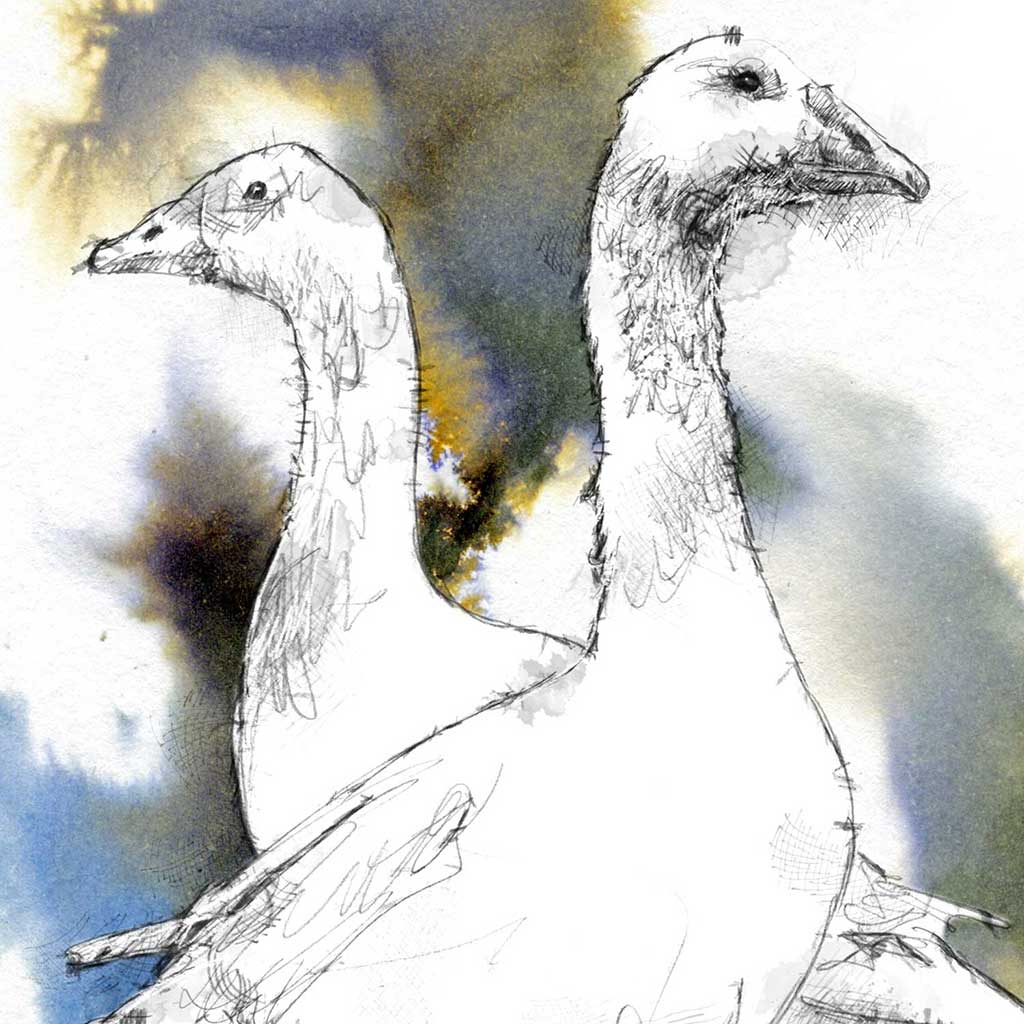 Two geese sketch | SeanBriggs