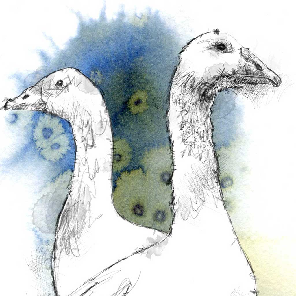 Geese sketch | SeanBriggs