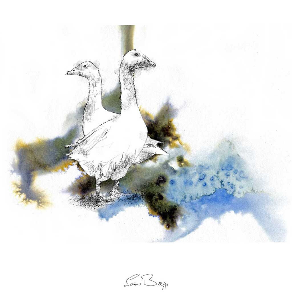 White geese sketch | SeanBriggs