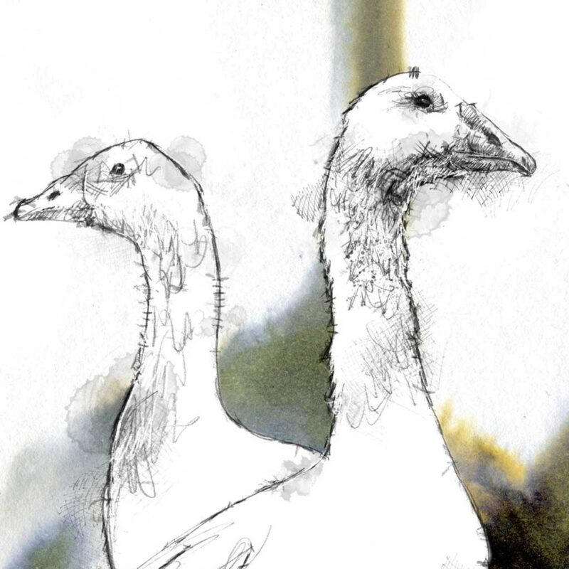 White geese sketch | SeanBriggs