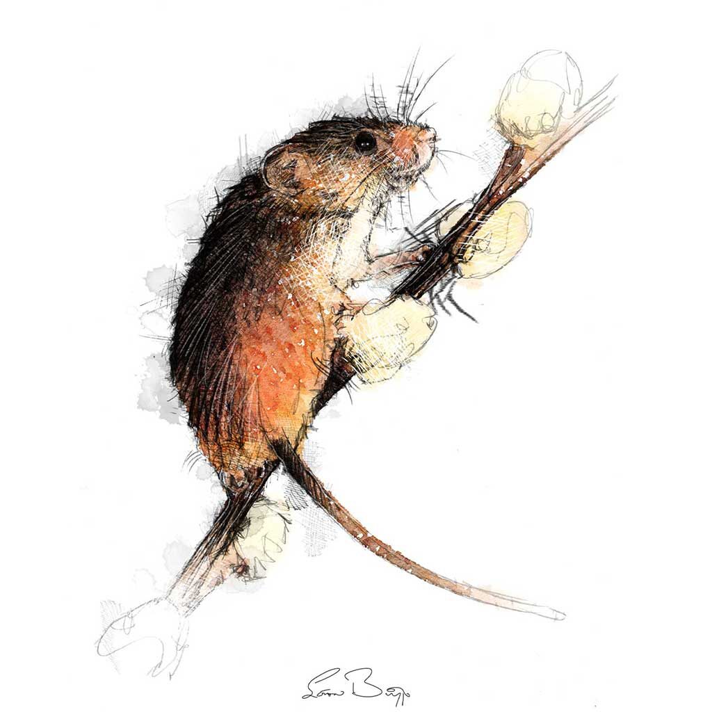 Harvest mouse colour sketch | SeanBriggs