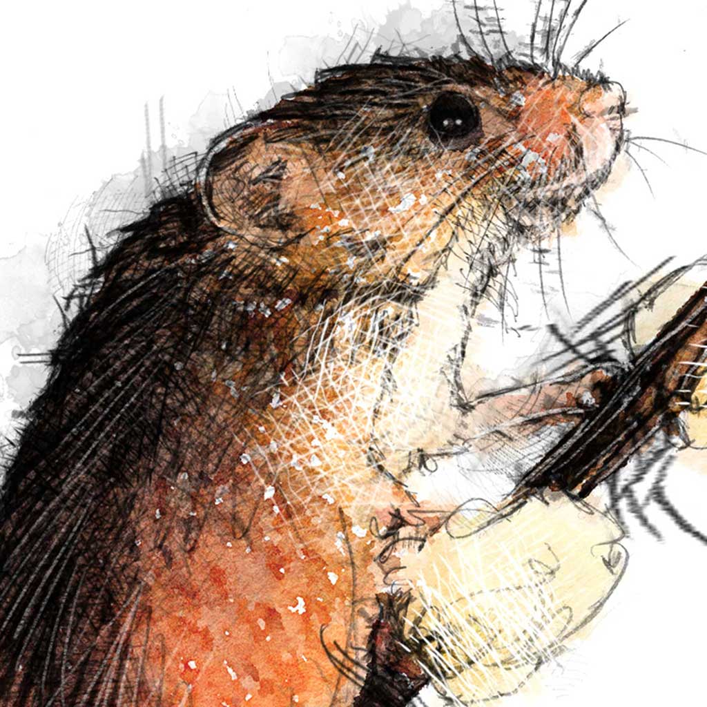 Harvest mouse colour sketch | SeanBriggs
