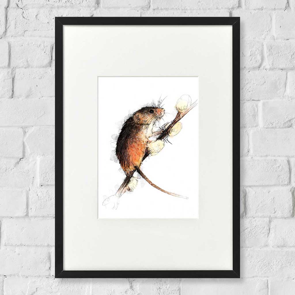 Harvest mouse colour sketch | SeanBriggs