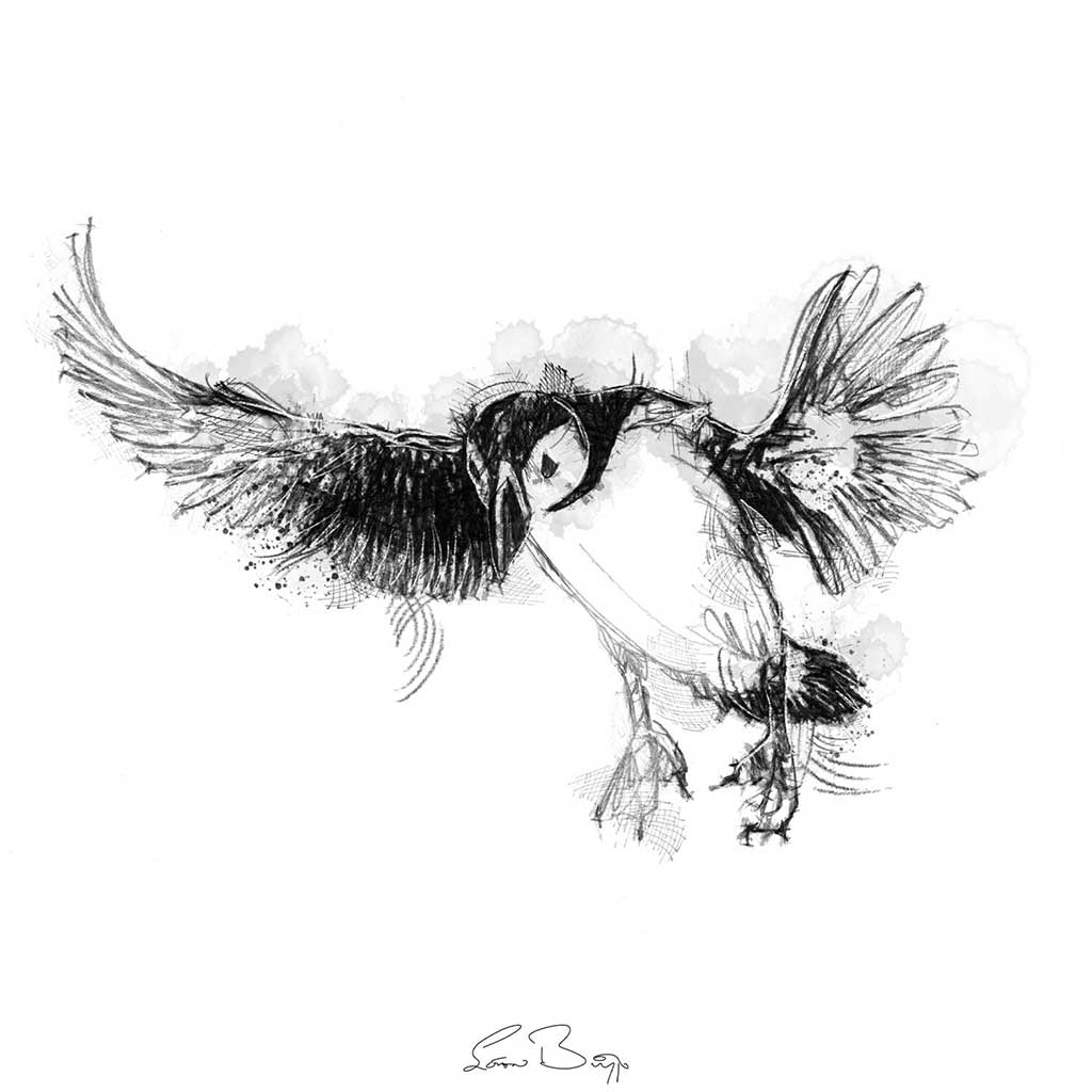 Puffin flight sketch | SeanBriggs