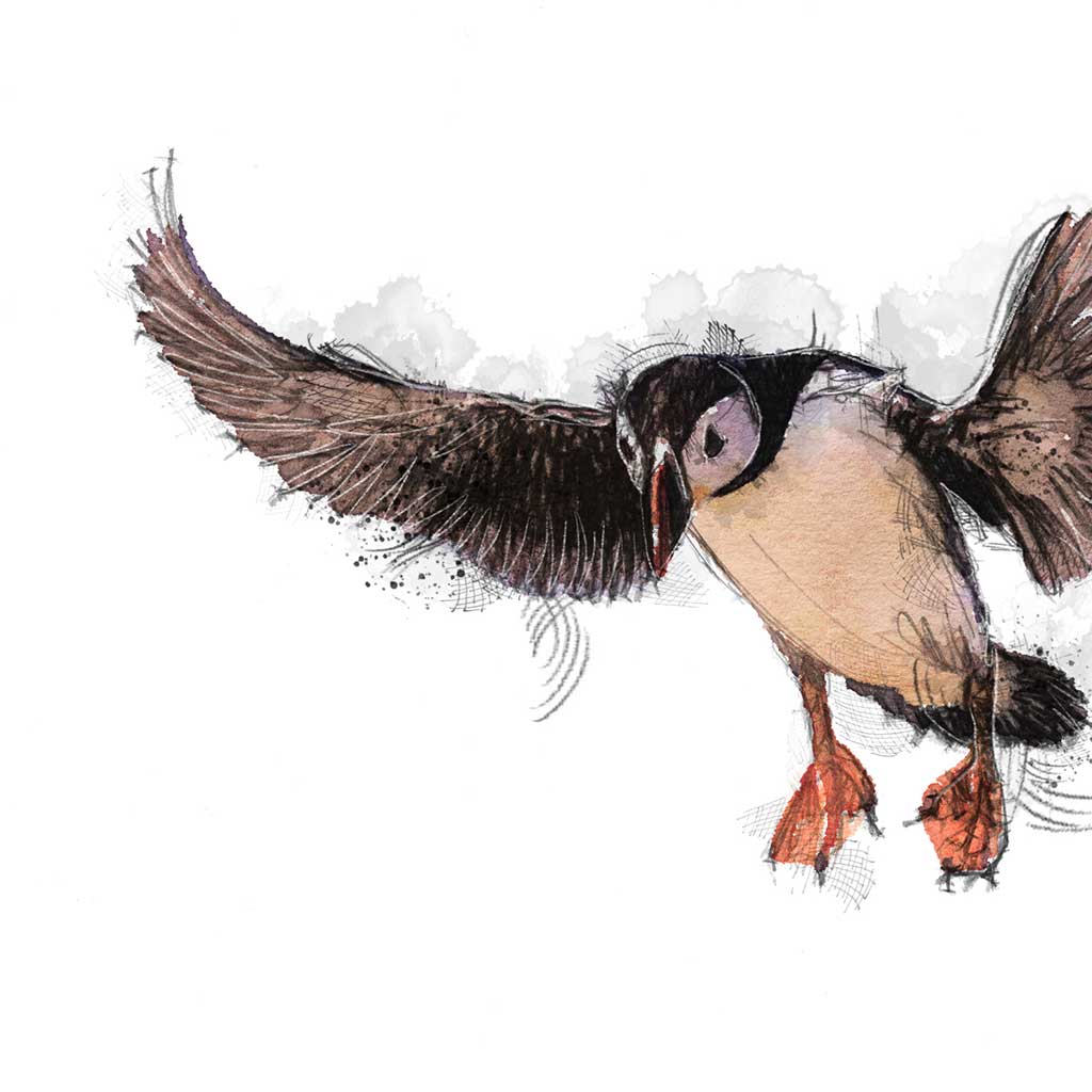 Puffin flight colour sketch | SeanBriggs